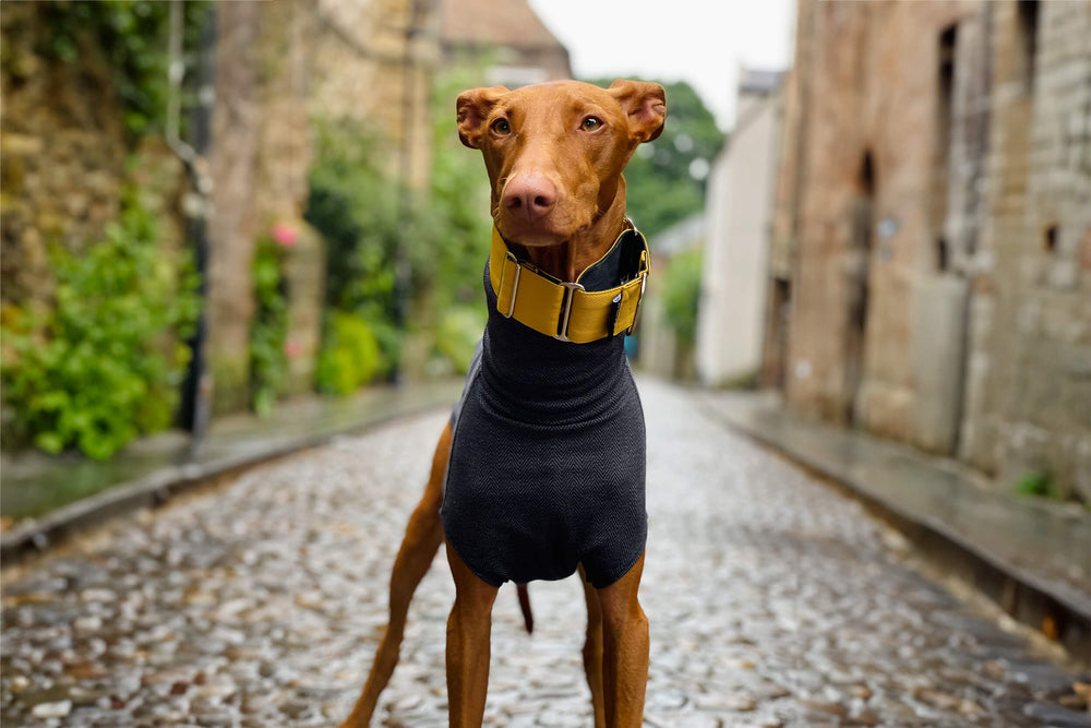 Sighthound Clothing | Dog Coats, Jumpers, Collars & Leads – Speedray ...