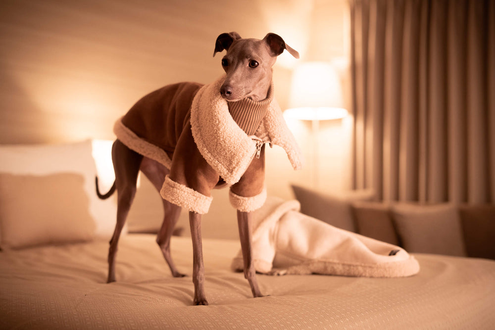 Sighthound Clothing | Dog Coats, Jumpers, Collars & Leads – Speedray ...