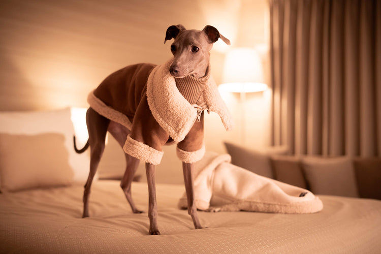 Sighthound Clothing | Dog Coats, Jumpers, Collars & Leads – Speedray ...