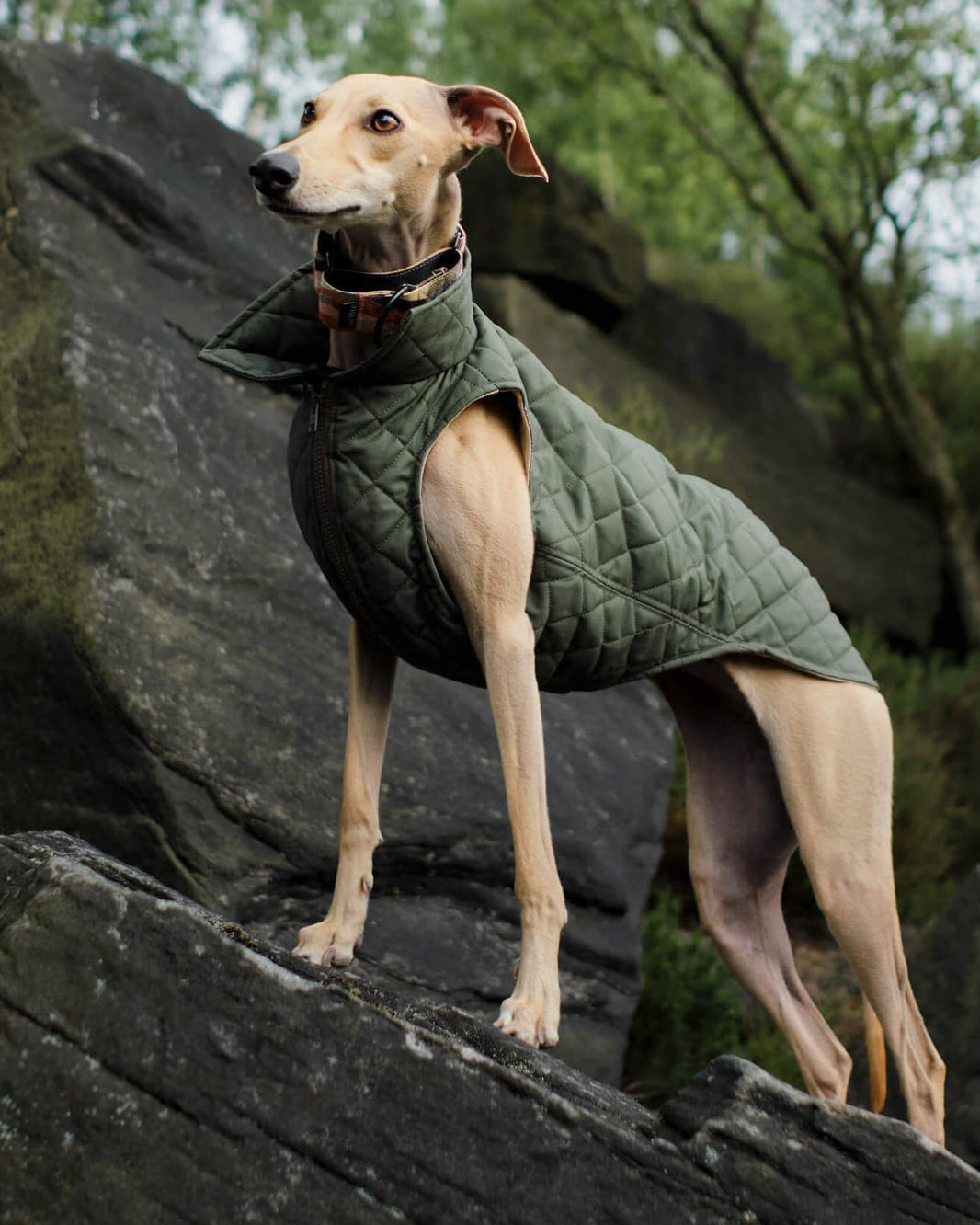 Sighthound Clothing | Dog Coats, Jumpers, Collars & Leads – Speedray ...