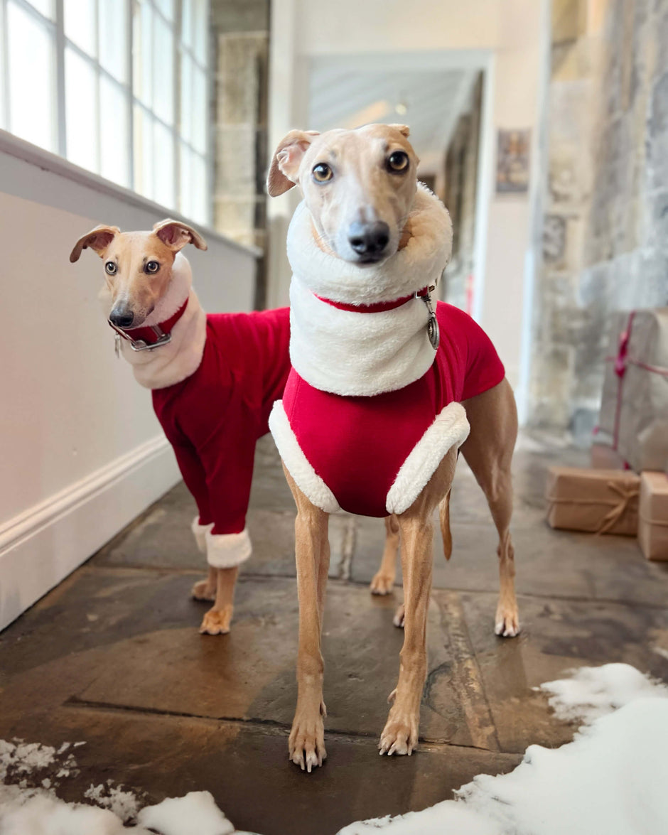Sighthound Clothing | Dog Coats, Jumpers, Collars & Leads – Speedray ...