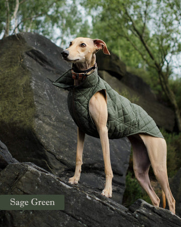 Sighthound Clothing | Dog Coats, Jumpers, Collars & Leads – Speedray ...