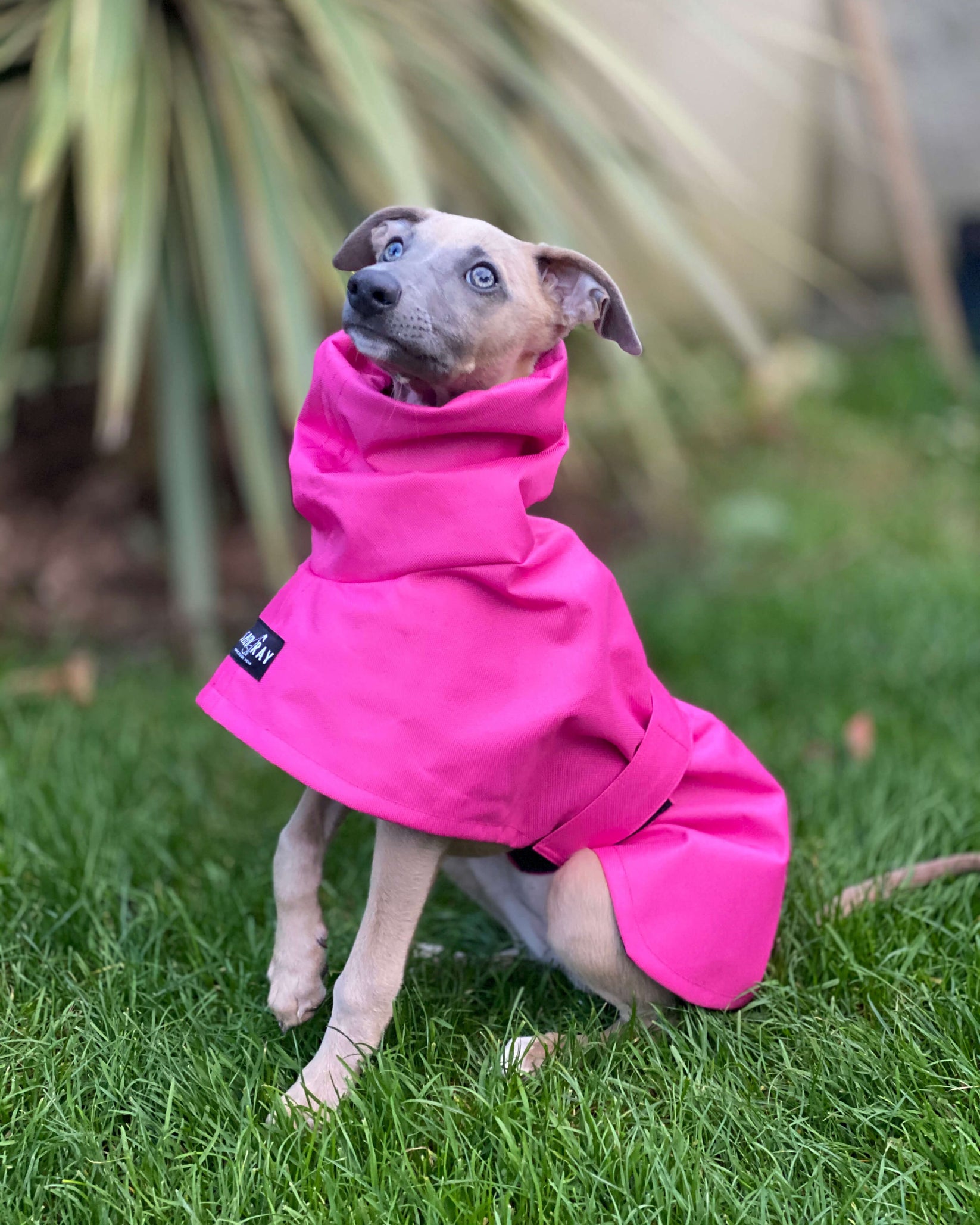 The Perfect First Waterproof Whippet Puppy Raincoat | Speedray ...
